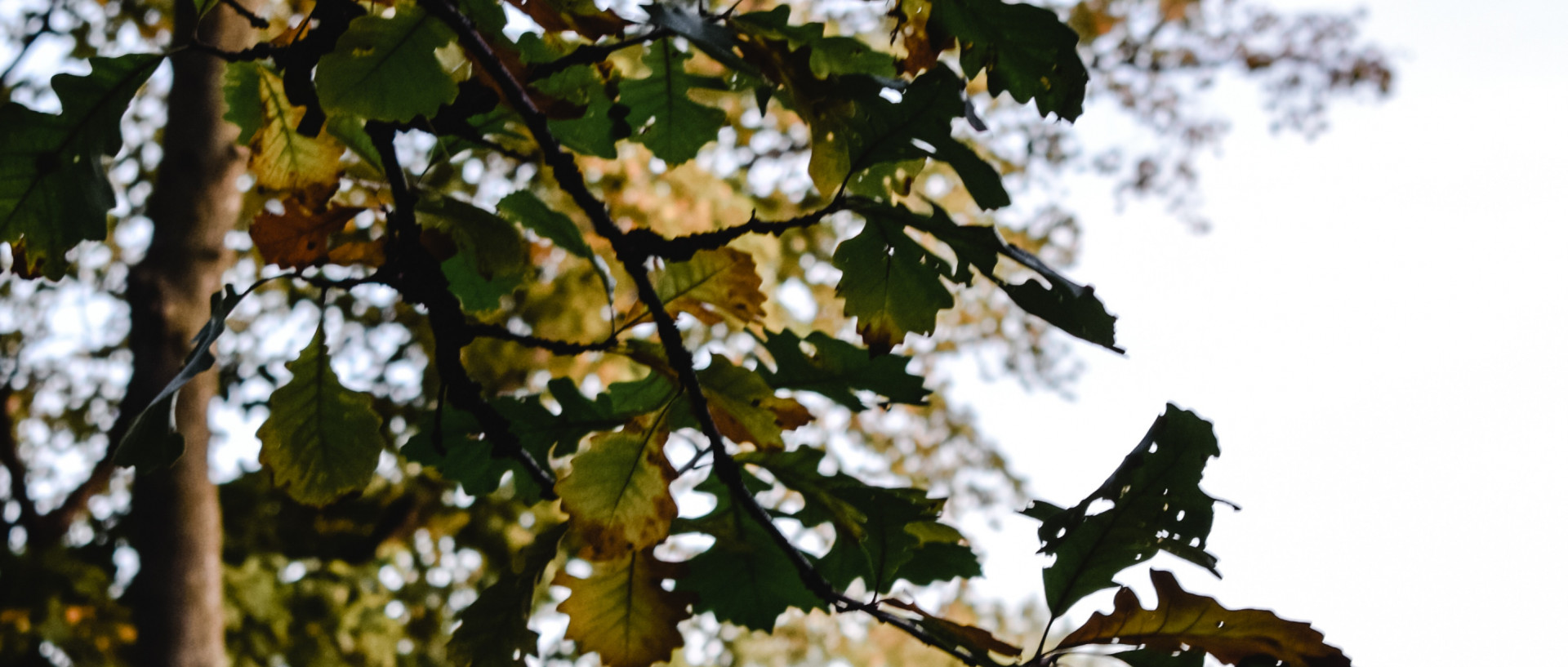 Oak Processionary Moth Treatment specialists - Maydencroft