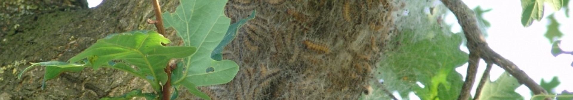 Oak Processionary Moth Treatment. OPM specialists Maydencroft
